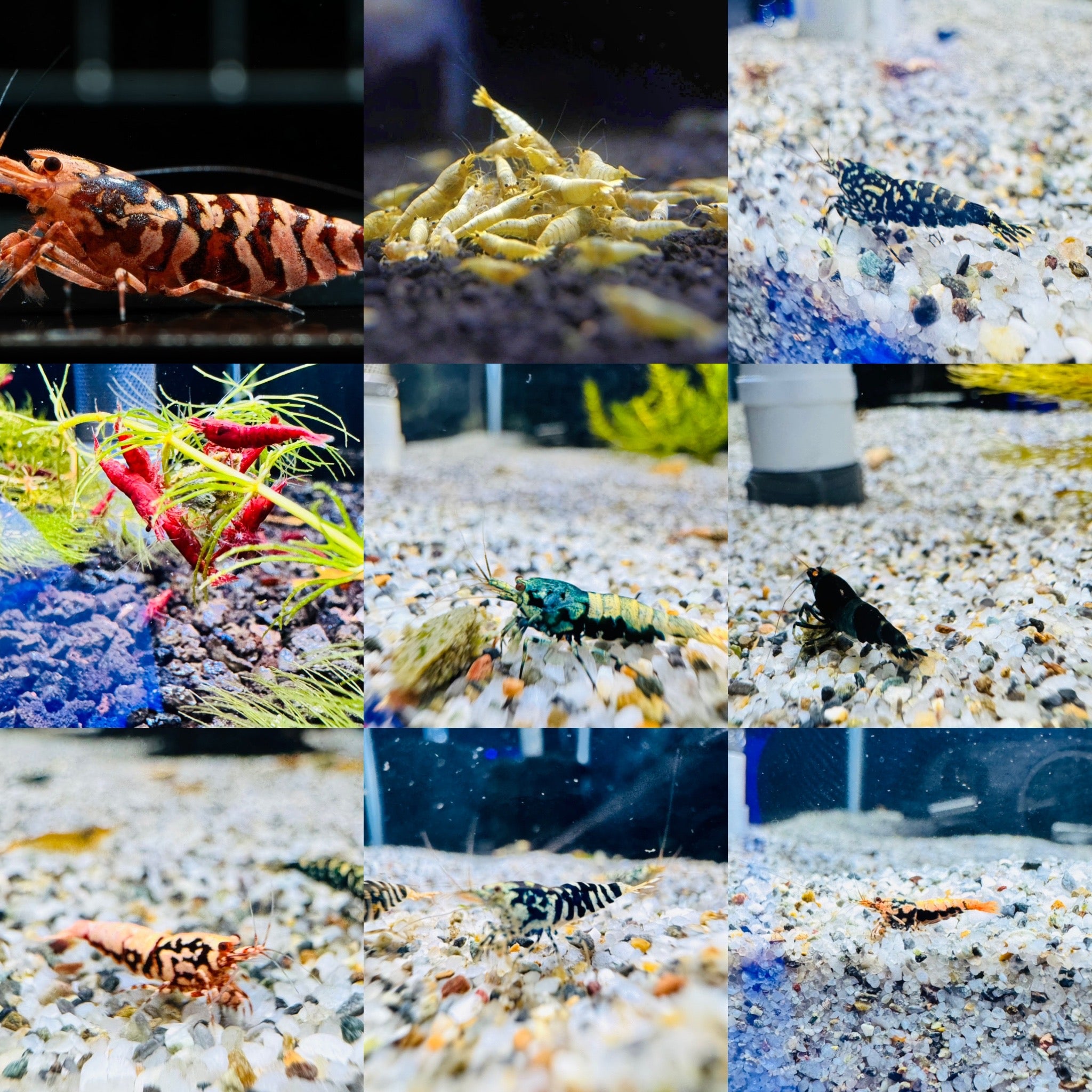 The Shrimp Squad just got bigger 🦐💪 New Neos & Caridinas are in the ...
